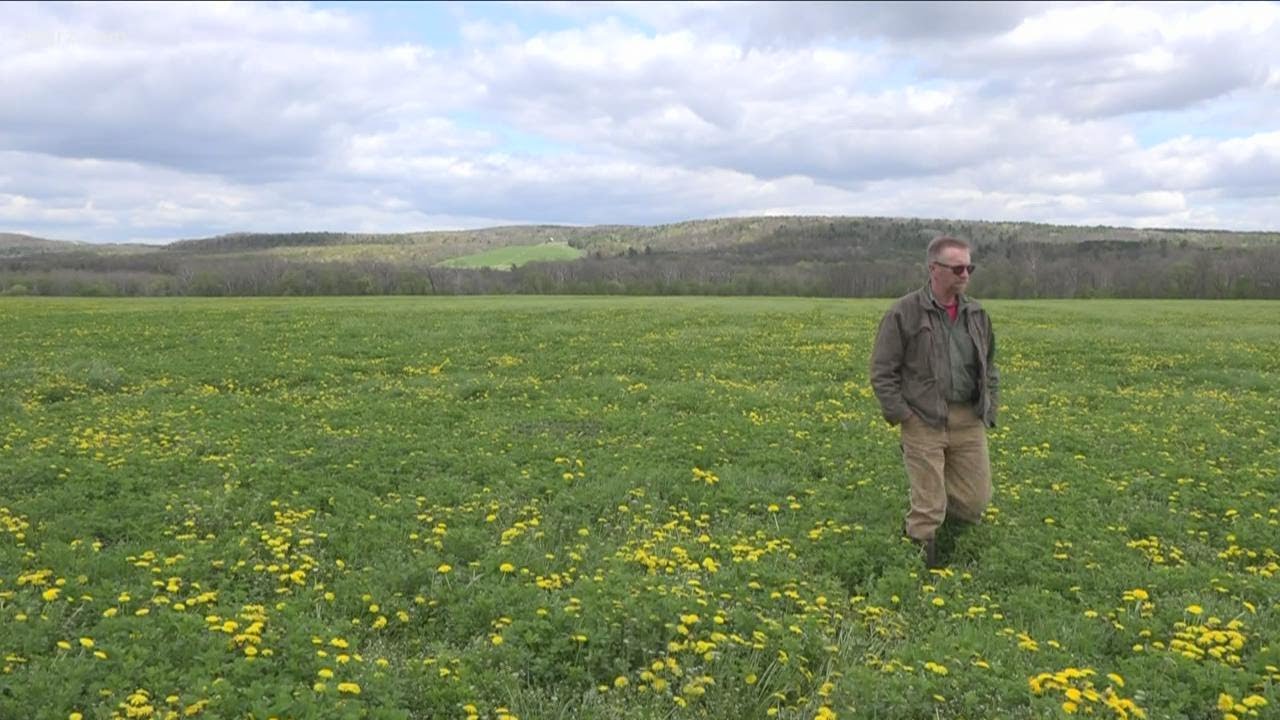 Site for Allegany cheese plant scrapped - YouTube