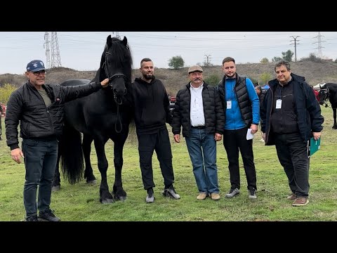 Parada Cailor Frizieni România 2025 – Viișoara Târgoviște | Eveniment ...