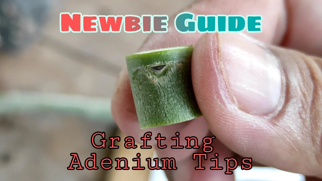 (Adenium Grafting Tips) The proper cutting of scion for grafting - YouTube