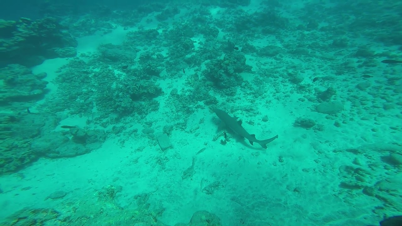 requin pointe blanche point des pecheurs tahiti 2020 - YouTube