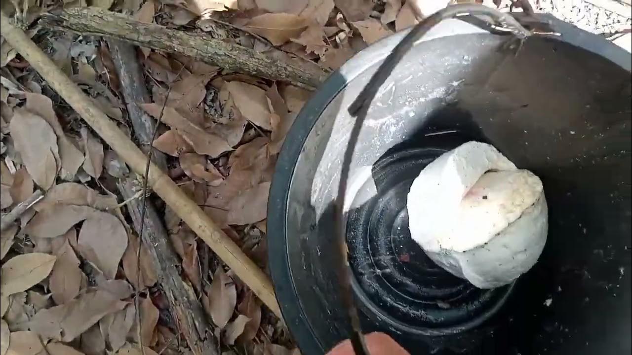 hnub no peb pab niam tub mus sau ya thiab mu rau qaub rau cov ya o ມື້ນີ້ສາມແມ່ລູກເຮົາໄປກູ້ຢາງ ...