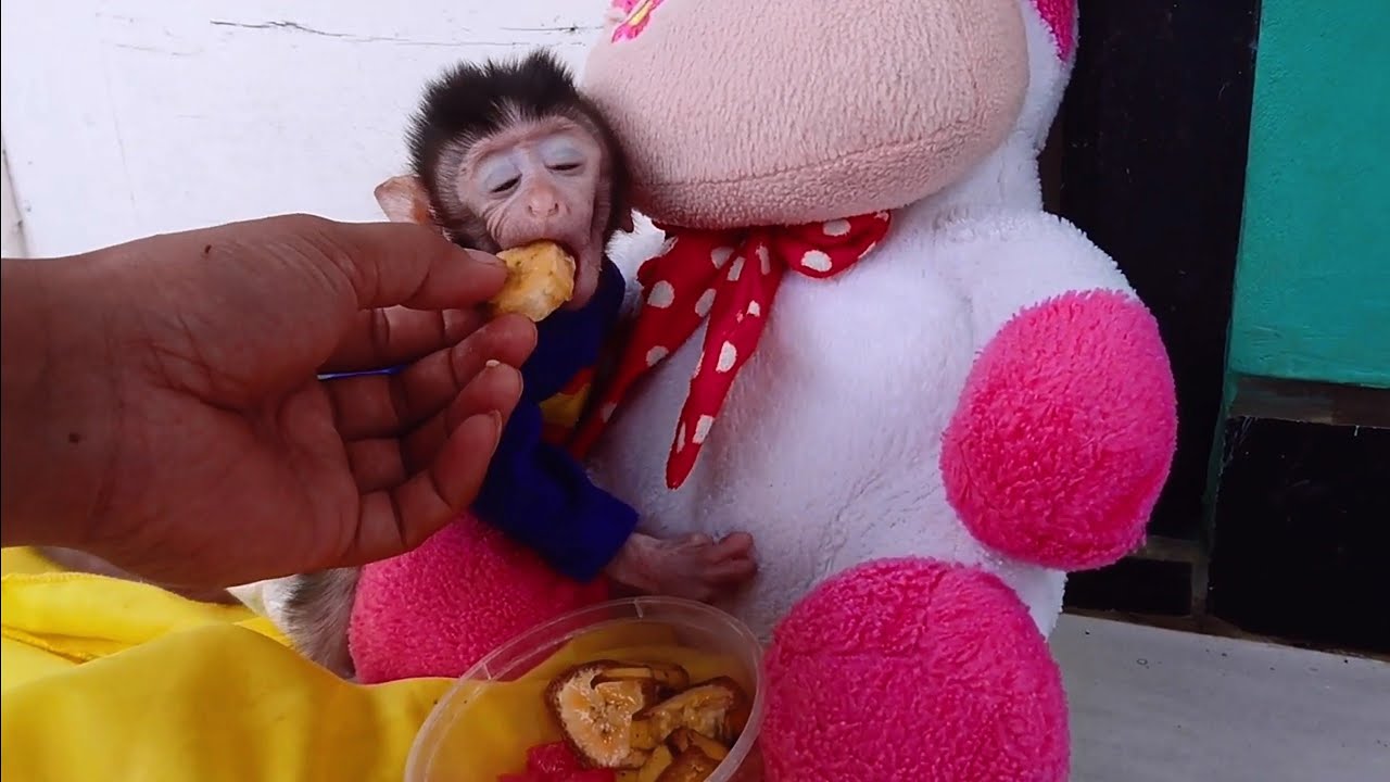 Monkey Boy is HAVING breakvast - YouTube