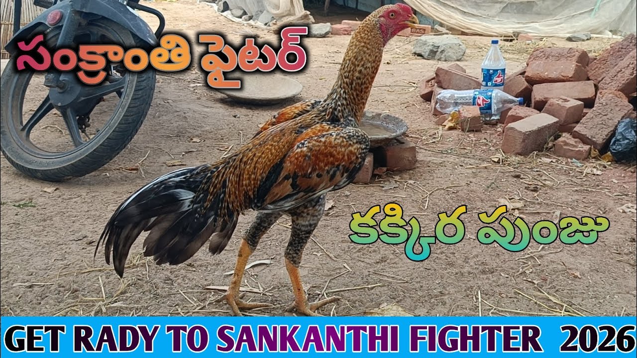 GET READY TO SANKRANTI FIGHTER 2026 KAKIRA PUNJU | SANKRANTHI FIGHTER ...