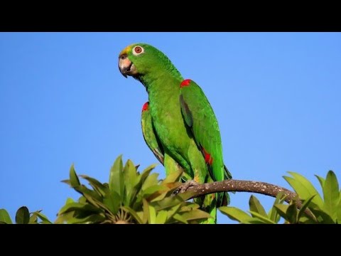 Loro Real Amazónico (amazona achrocephala) 2021 || Natural Force - YouTube