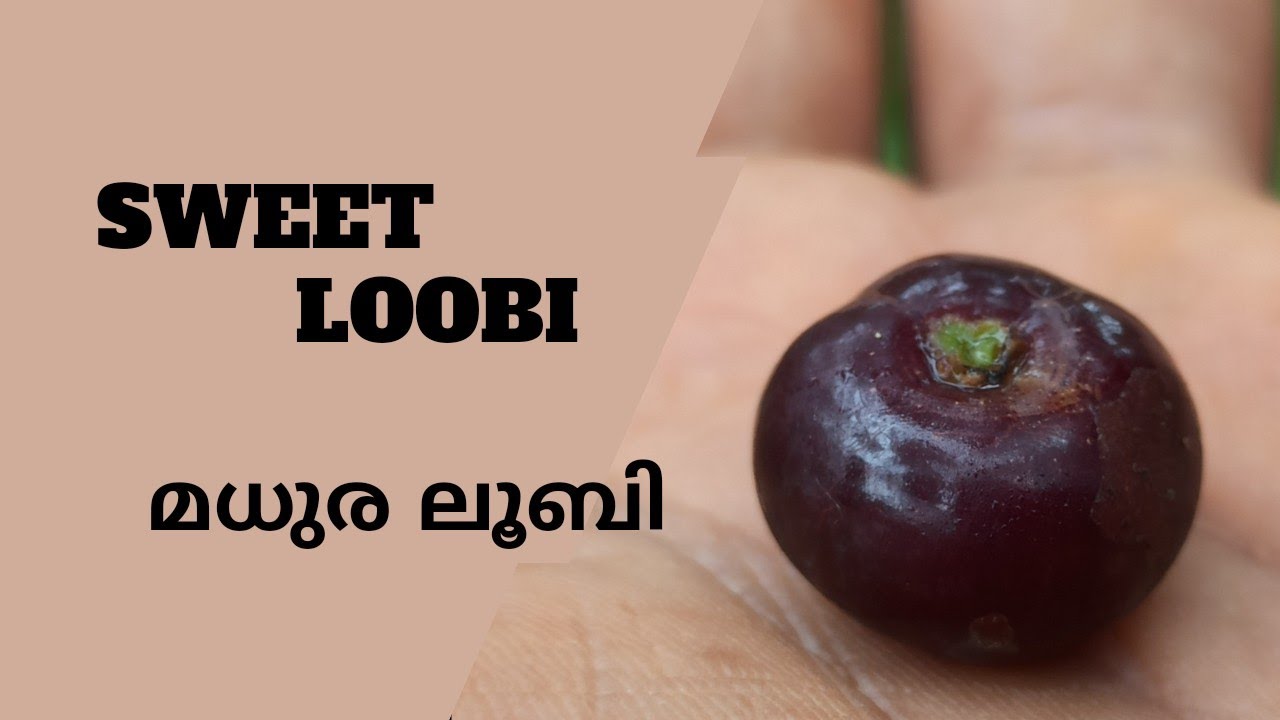 Sweet Loovi (മധുര ലൂബിക്ക) - YouTube