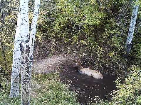5 Point Bull Elk Wallowing - YouTube