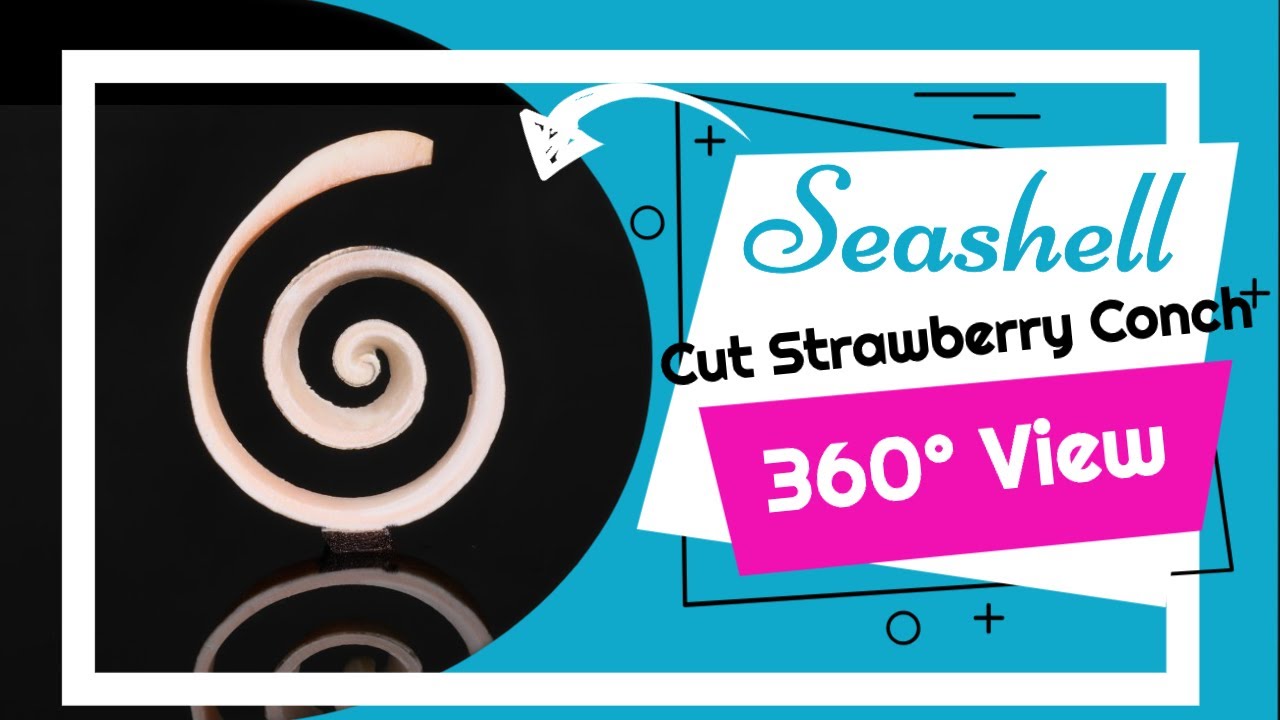 360°Seashell |Cut Strawberry Conch | Conomurex Luhuanus Shells - YouTube