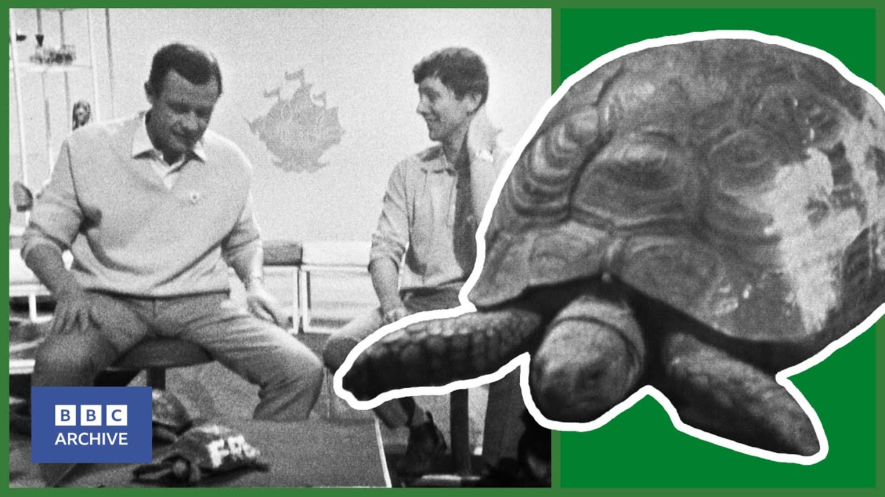 1967: FRED the TORTOISE is REALLY A GIRL | Blue Peter | Animal Magic ...