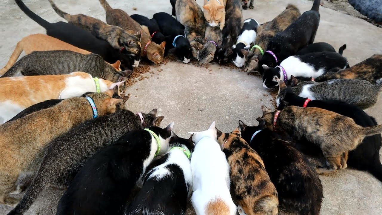 Beautiful Cats Abd kitten, So many Cats at Home I feed them EveryDay ...