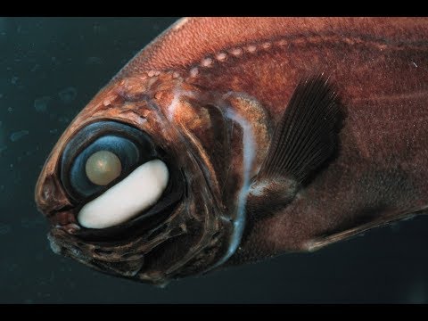 Los 7 peces mas raros del mundo - YouTube