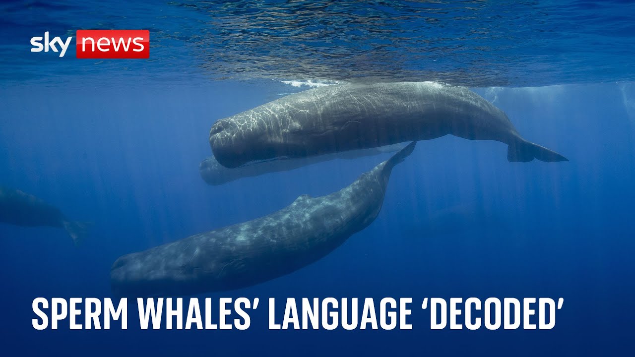 Sperm whale 'phonetic alphabet' of song discovered by scientists - YouTube