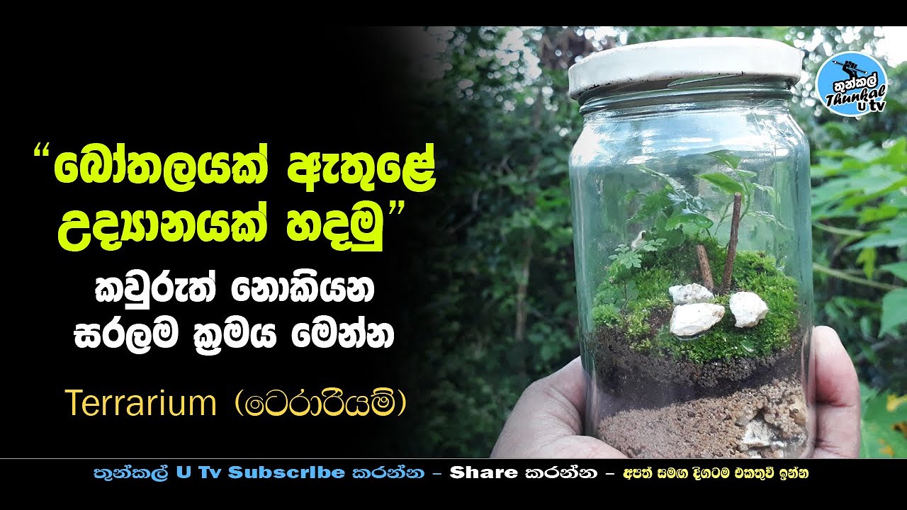 How to make a terrarium design / බෝතලයක් ඇතුළේ උද්‍යානයක් හදමු ...