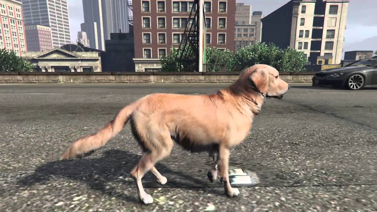 Golden Retriever Dog explores the City of GTAV - YouTube