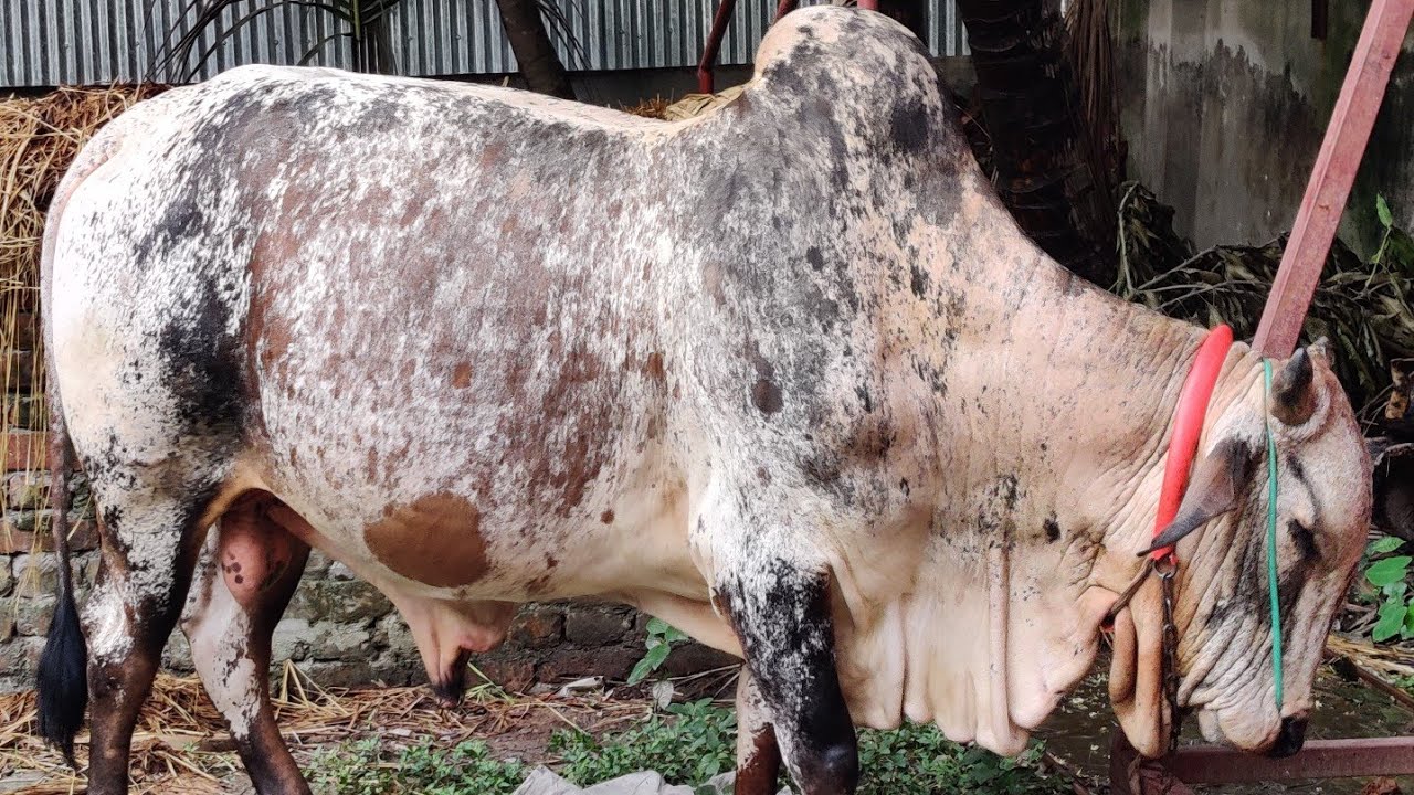 One Of the Best Pagla Pakra Bull || Heavy Pakra Bull || Eid Collection ...