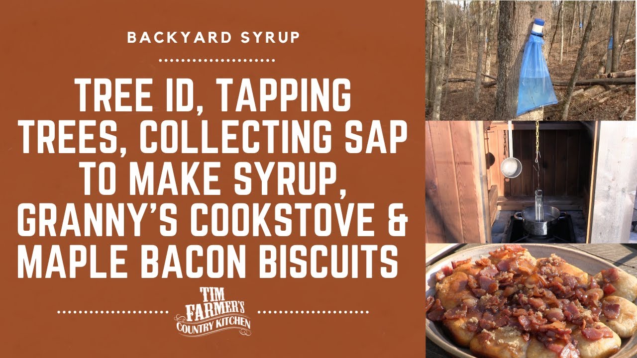 Tree Id, Tapping Trees, Collecting Sap to Make Syrup, Granny's ...