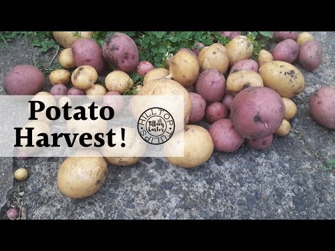 Red Norland and Yukon Gold Potato Harvest! | Determinate Potatoes ...