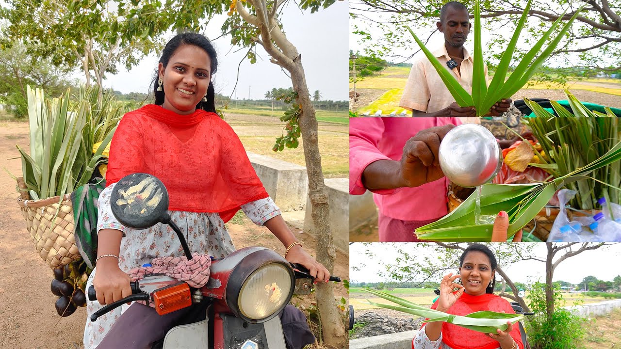 Fresh Toddy Palm Juice Drinking | உடலுக்கு ஆரோக்கியம் தரும் பதநீர் ...
