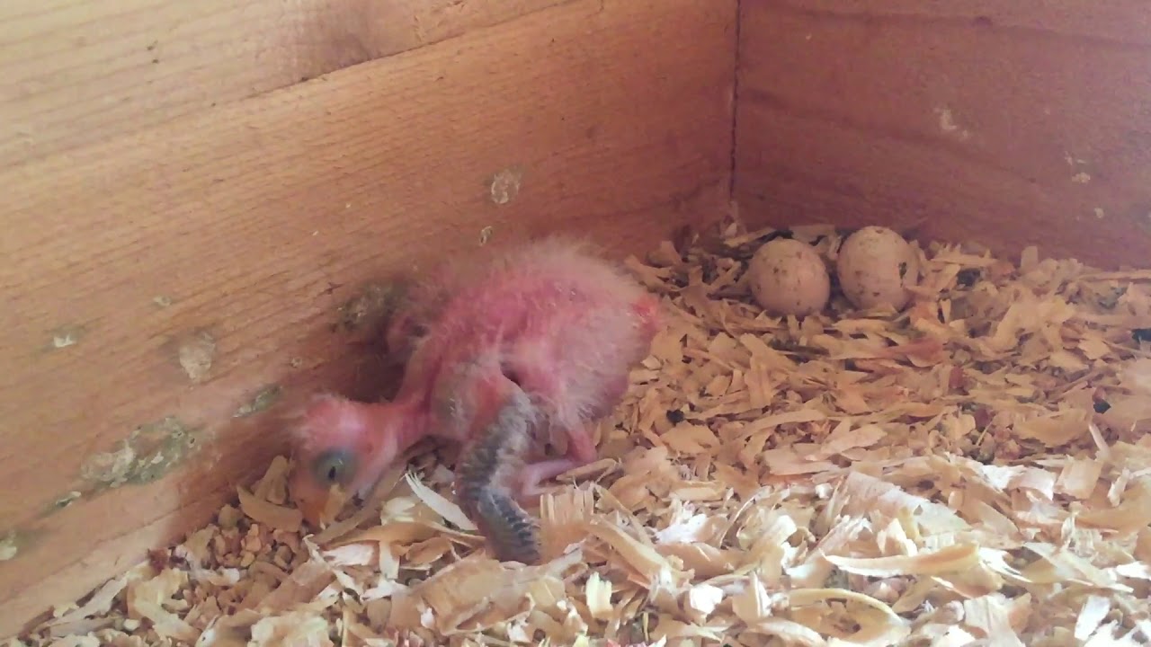Eastern Rosella chick one week old - YouTube