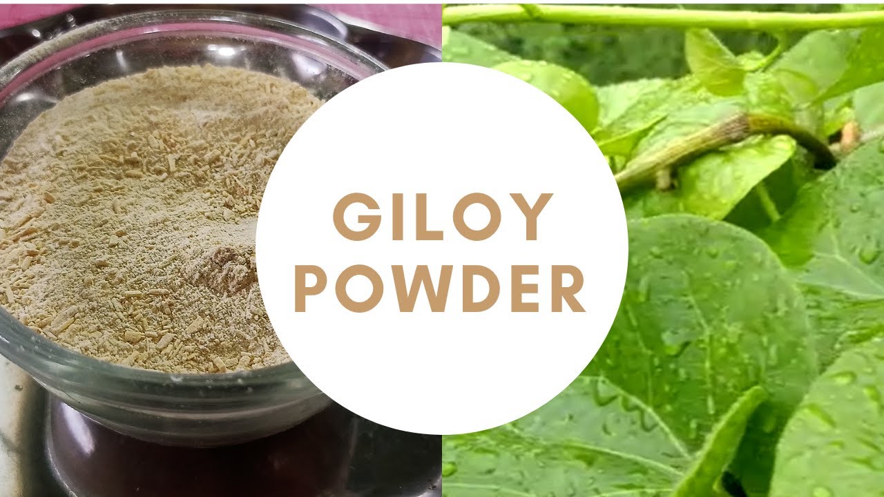 Giloy Powder | गिलोय चूर्ण | गिलोय के फायदे| amazing facts of giloy ...