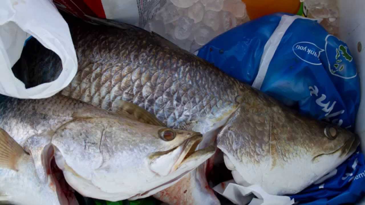 Barramundi Fishing - Adelaide River 2012 - YouTube