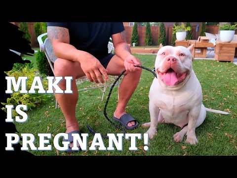 Maki's Pregnancy News & Tips: Everything You Need to Know