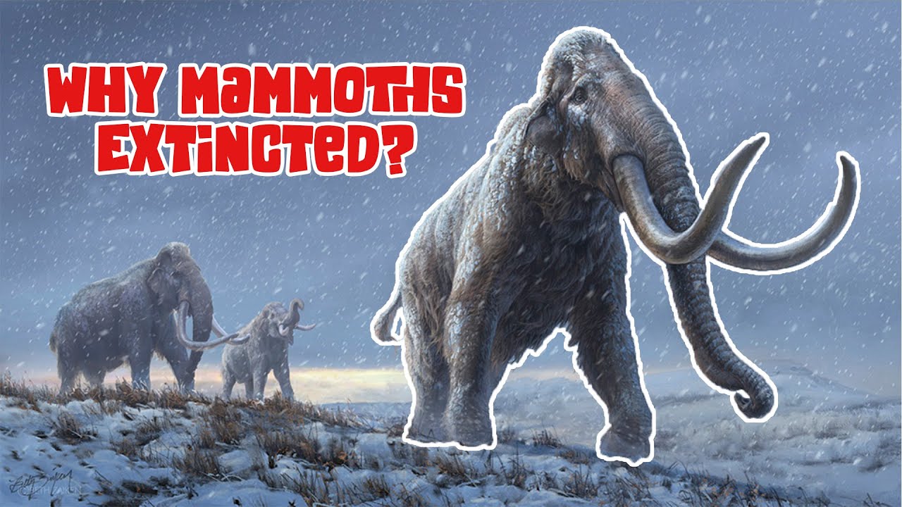The Causes of Mighty Mammoth's Extinction | Explained - YouTube