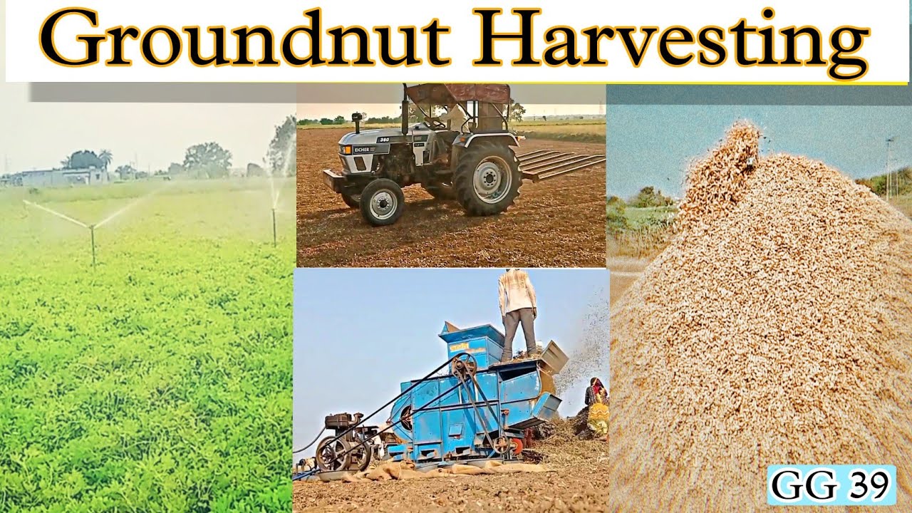 Groundnut Harvesting || full details about GG 39 || #vadhergaurav - YouTube
