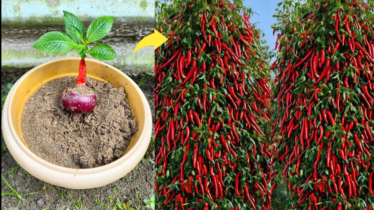 Simple method propagate chilli tree with onion fruit new technology ...