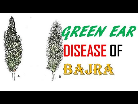 GREEN EAR DISEASE OF BAJRA important for All icar and agricultural ...