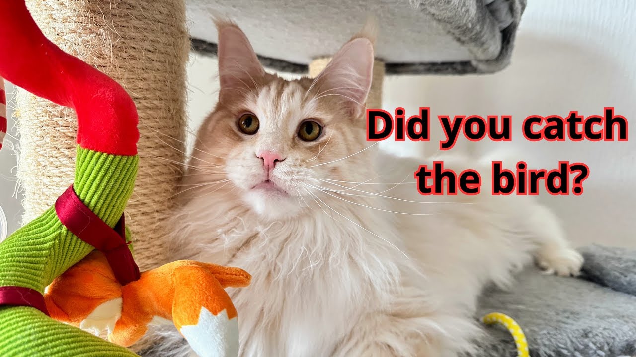 Bird hunting! How to catch birds correctly? 😂 - YouTube