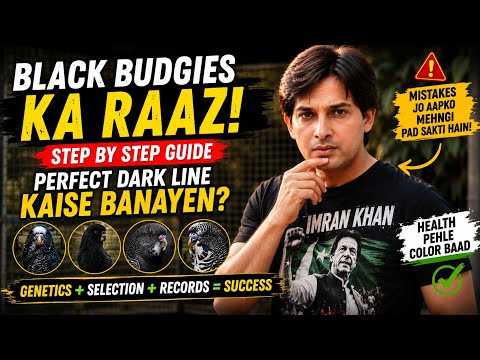 Black Budgies Kaise Produce Karein? 🖤 Complete Genetics & Breeding Guide | Dark Budgie Line