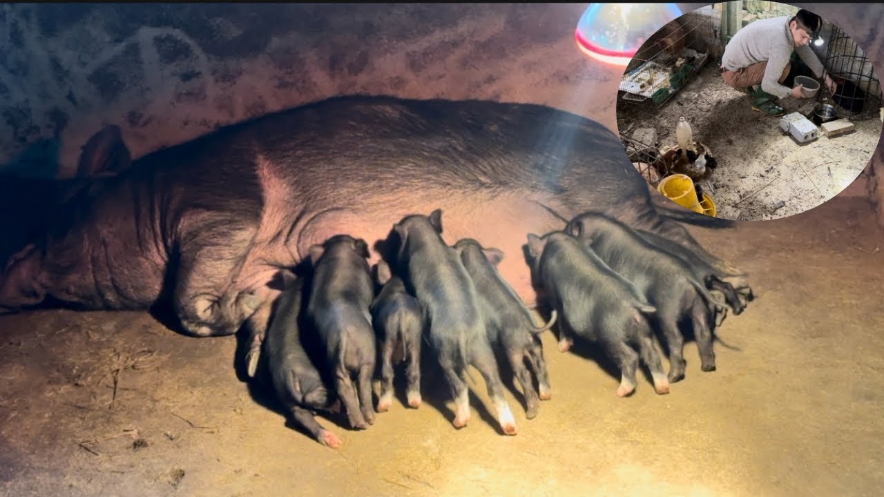 Pigs and chickens hatch a lot on the farm and how to care for them ...