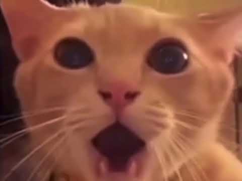 surprised cat meme