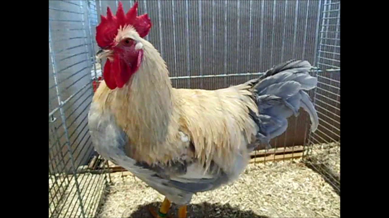 Welsumer perlgrau-orangefarbig, Landesgeflügelschau BW 2019 - YouTube