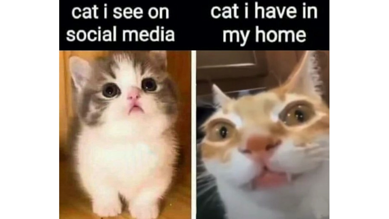 Cat Memes For Cat People - YouTube