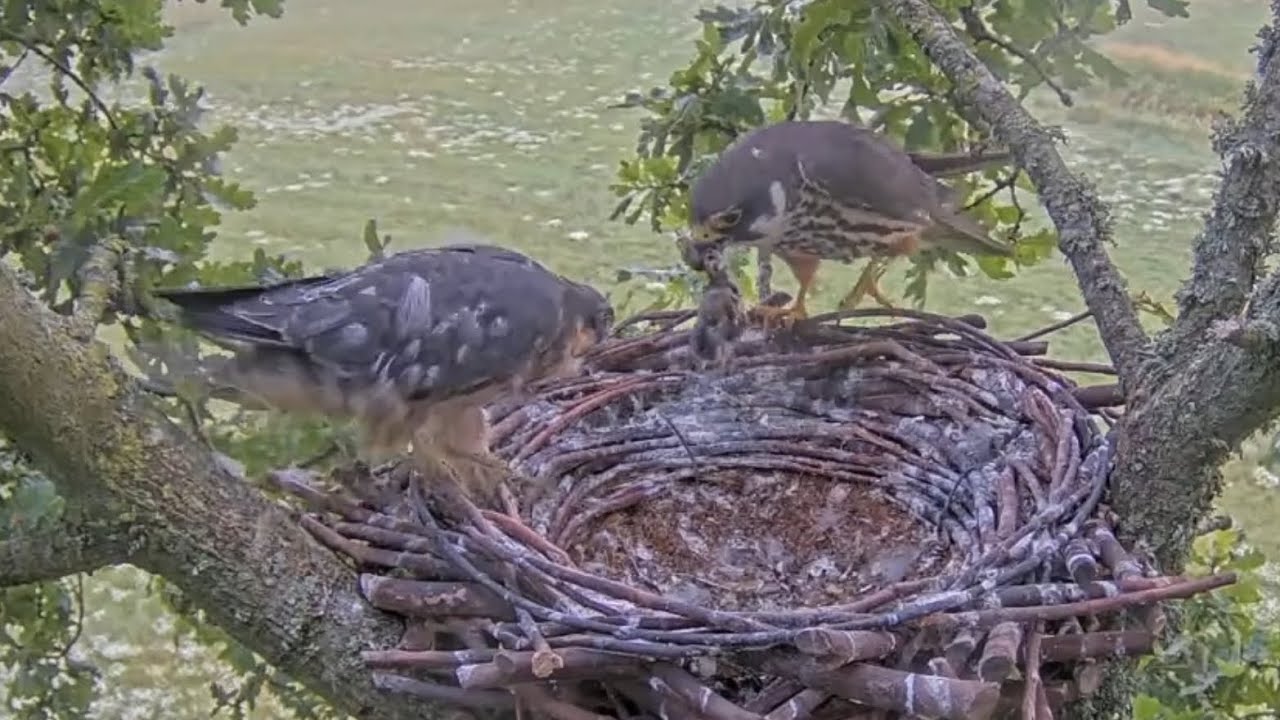 Mom brings breakfast for hobby chick | Dorset Hobby | Aug 10, 2024 ...