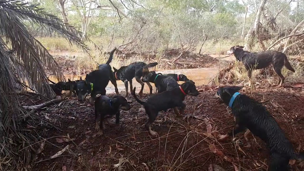 Pilbara Working Dogs Get Excited After Rainfall - YouTube