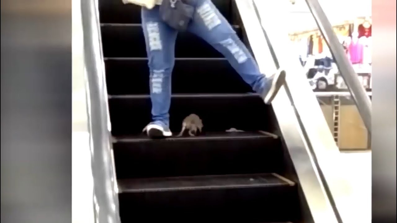 Huge Rat on Mall Escalator Freaks Out Shoppers - YouTube
