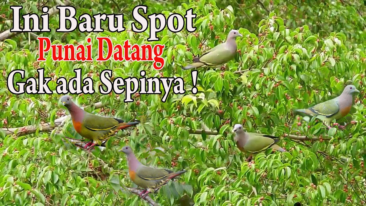 Hunting Green Pigeons in Indonesia ! Berburu di surganya burung punai ...