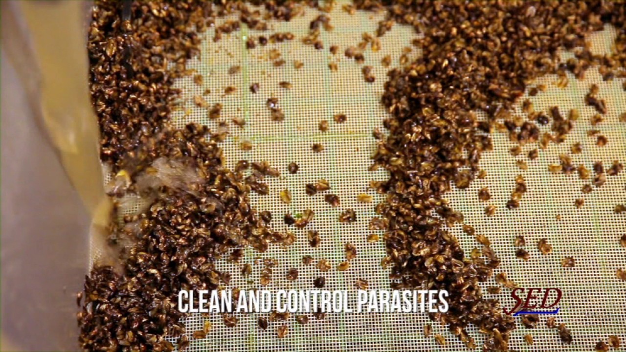 Seed Grader Shellfish Culture - YouTube