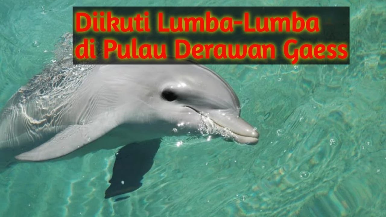 LUMBA-LUMBA DI PULAU DERAWAN MENGIKUTI PERAHU KAMI ! BERUNTUNG BANG3T ...