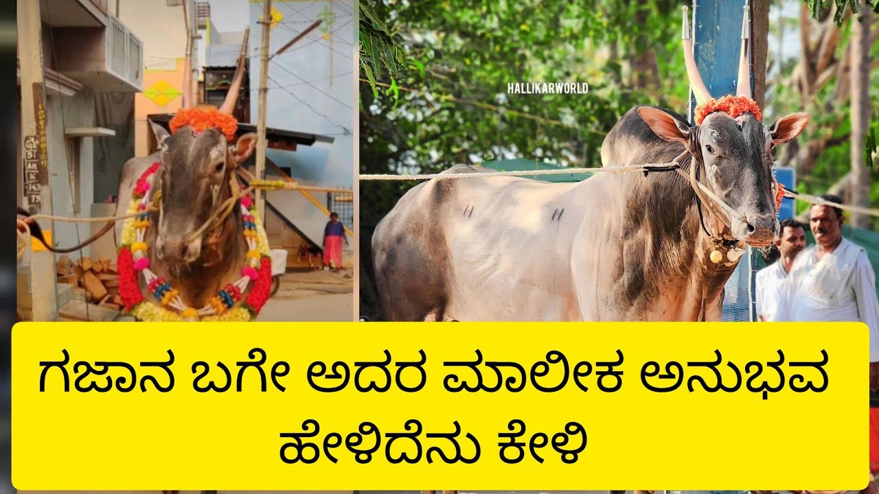Fanstic and famous stud bull Gaja with senior breeder, Archakarahalli ...