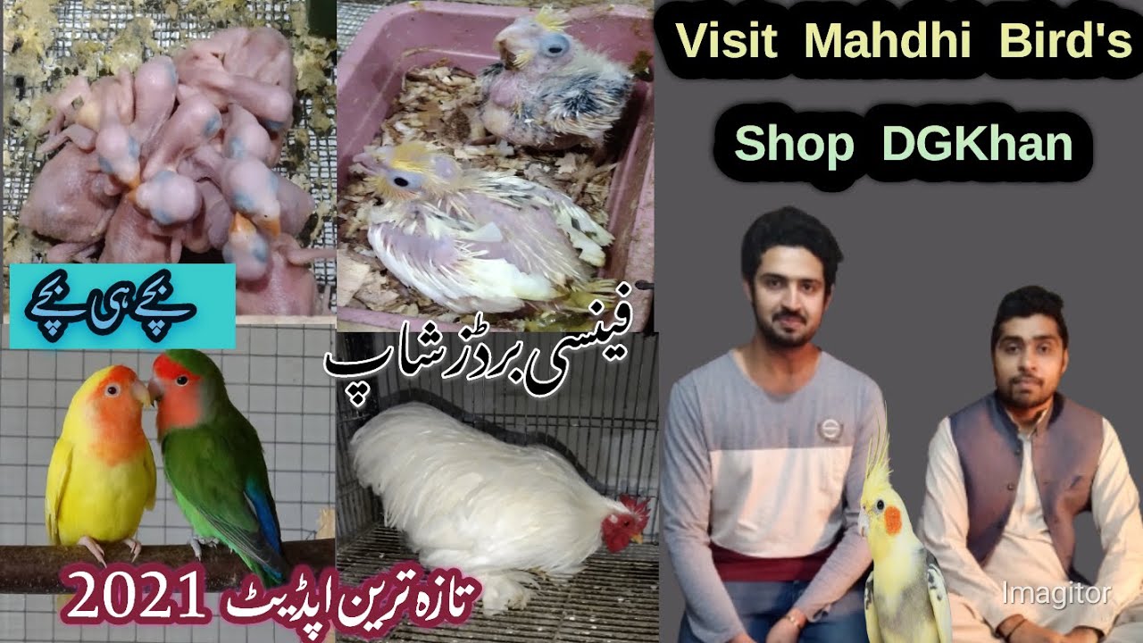 Visited Mahdi Bird's shop Dera Ghazi khan .Ringneck baby cocktails baby ...