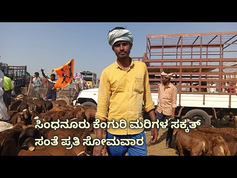 Sindhanur Sheep market in Karnataka the origin of kenguri Sheep Breed ...