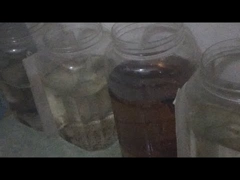 🔴Live || Sapa Sapa Sambil Lelang Ikan Cupang