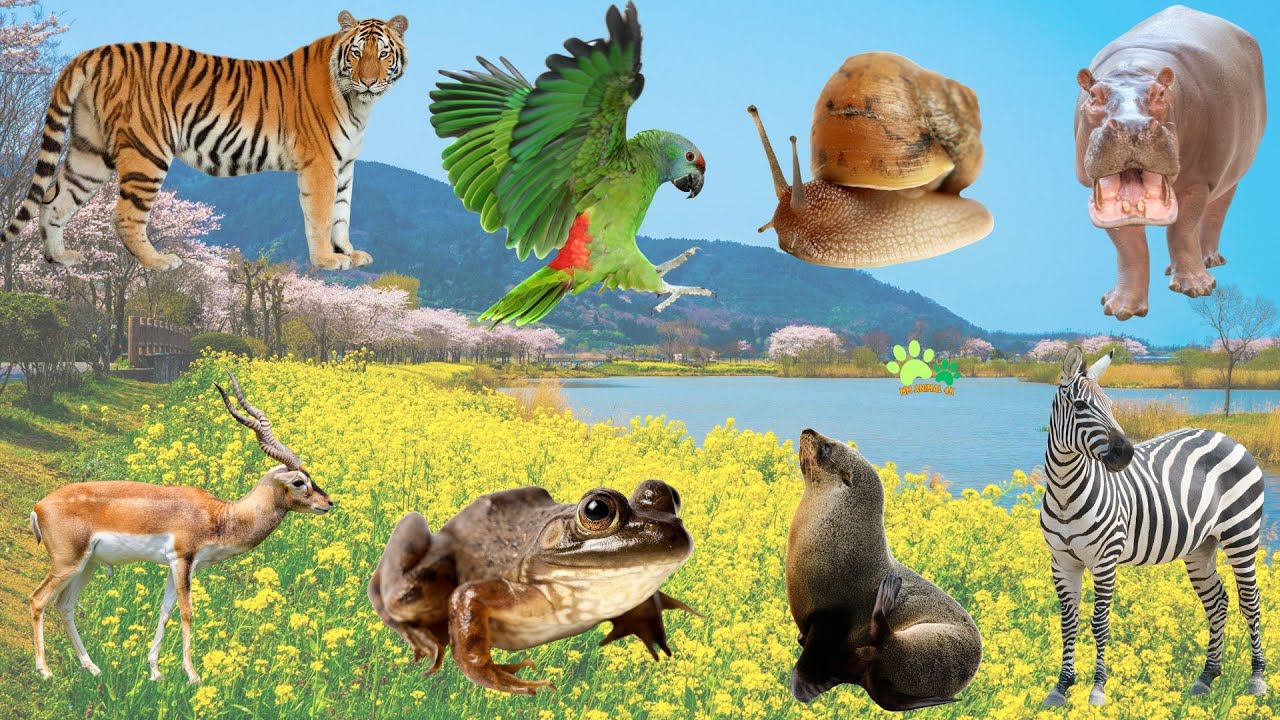 Familiar animals around us: Zebra, Frog, Deer, Sea Lion, Parrot, Tiger ...