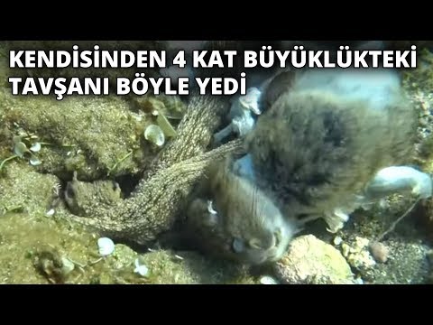 Ahtapot, tavşanı yerken böyle görüntülendi