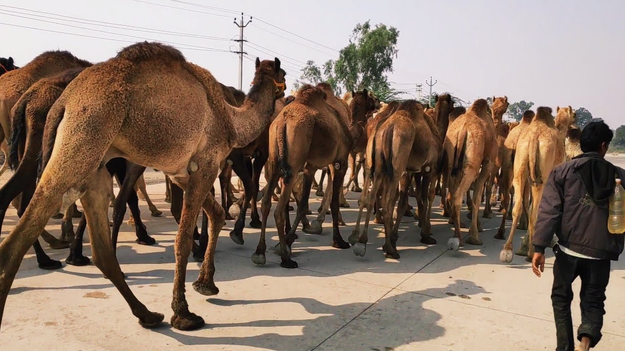 Camel (JET,Agriculture Supervisor most important questions?) - YouTube