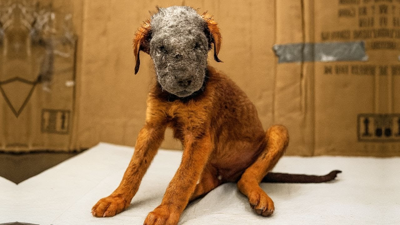 Badly burned, the puppy cried and begged the chef — he just wanted a ...