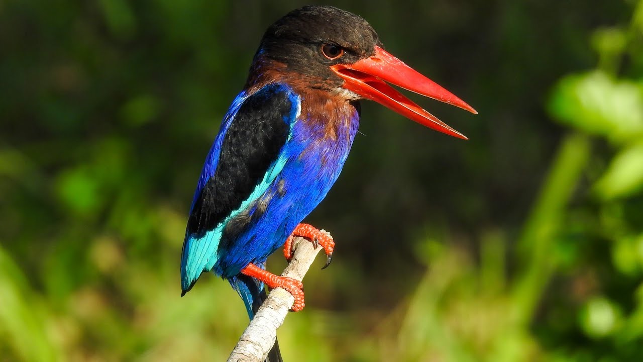 Cekakak: Burung yang Memiliki Suara Seperti Kuntilanak - YouTube